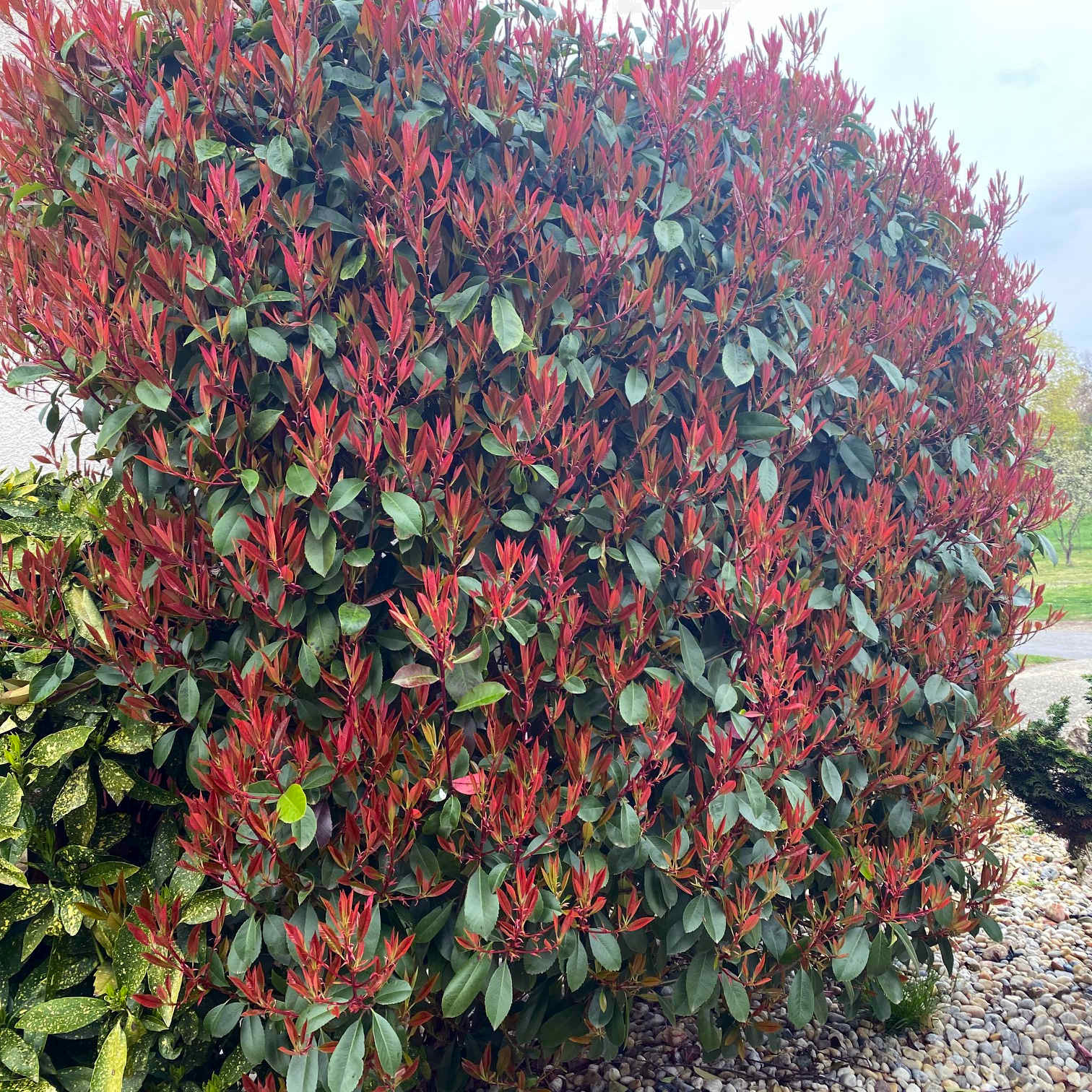 Fotinija Red Select- proizvodnja i prodaja sadnica (Rasadnik Milić)