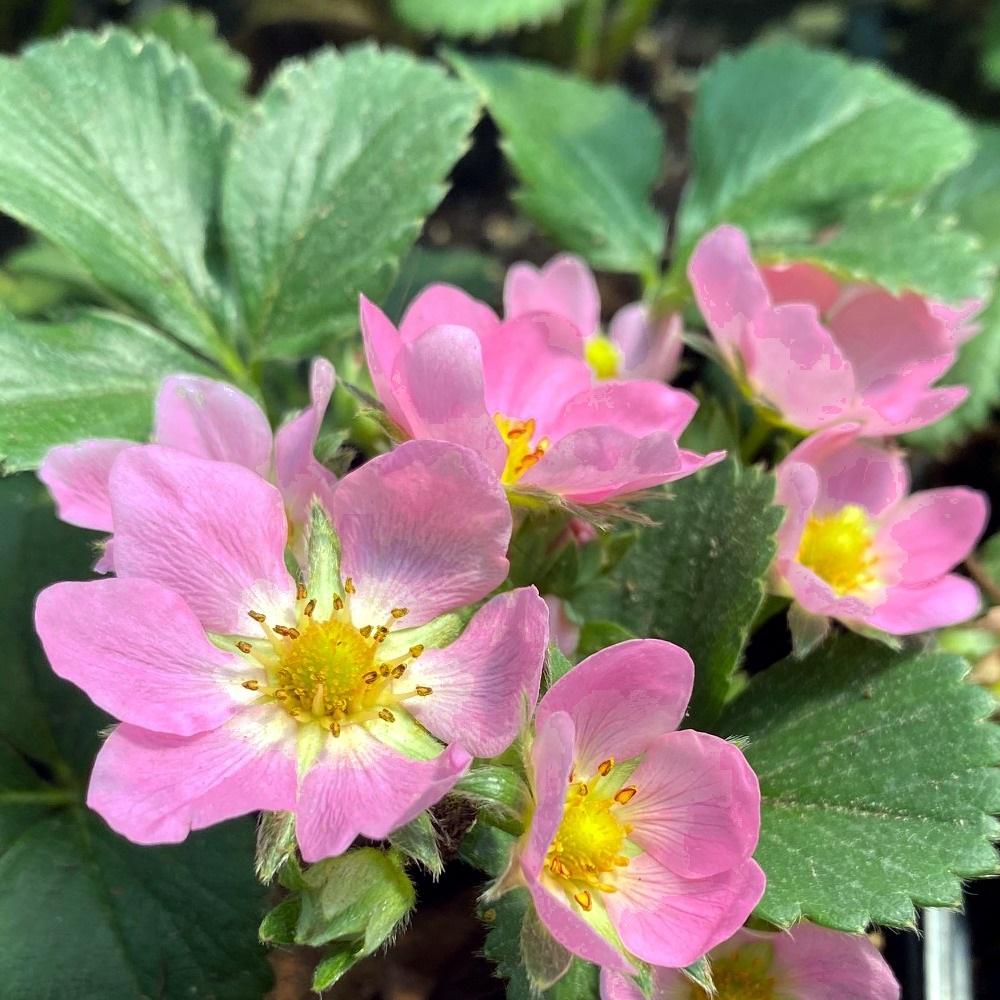 Jagoda mjesečarka “Just Add Cream”™