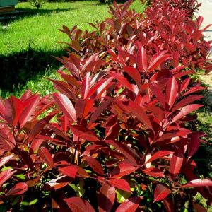 Fotinija Little Red Robin - proizvodnja i prodaja sadnica