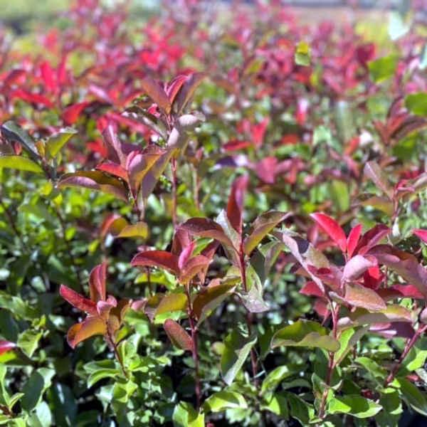 Fotinija Red Select- proizvodnja i prodaja sadnica (Rasadnik Milić)