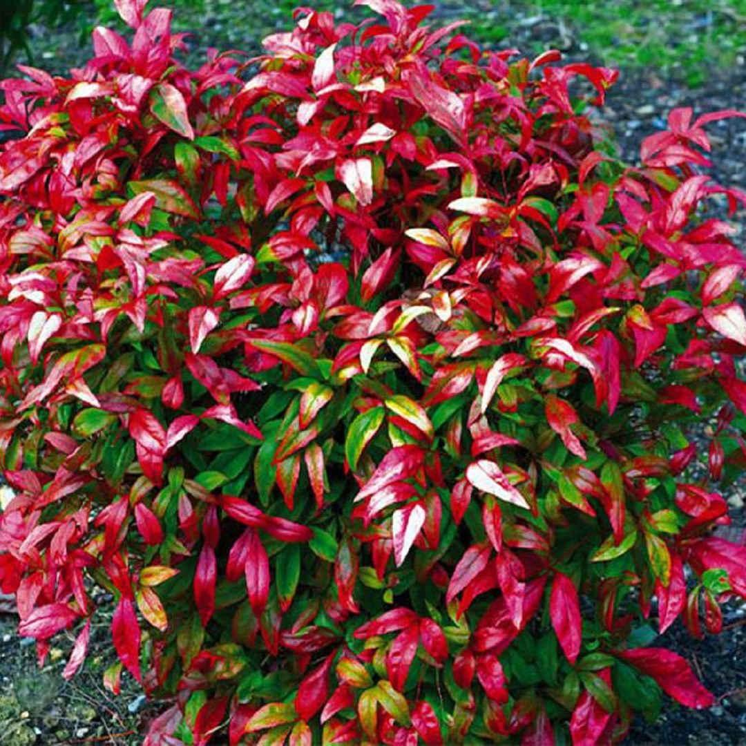 Navadna nandina 'Firepower' | Plant Garden