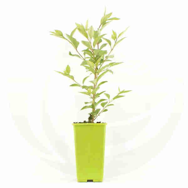 Forzicija - proizvodnja i prodaja sadnica (Rasadnik Milić)