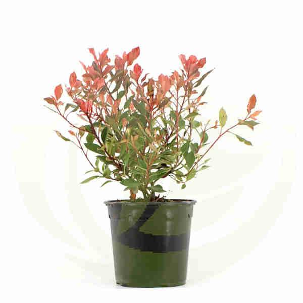 Fotinija Chico- proizvodnja i prodaja sadnica (Rasadnik Milić)