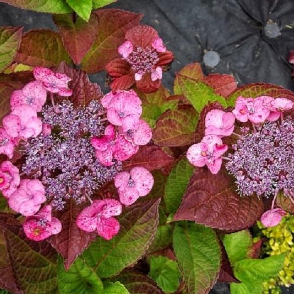 Hortenzija Pink Rhapsody | Plant Garden