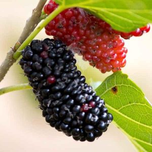 Murva ‘Illinois Everbearing’ (v loncu) - Morus alba x Morus rubra ...