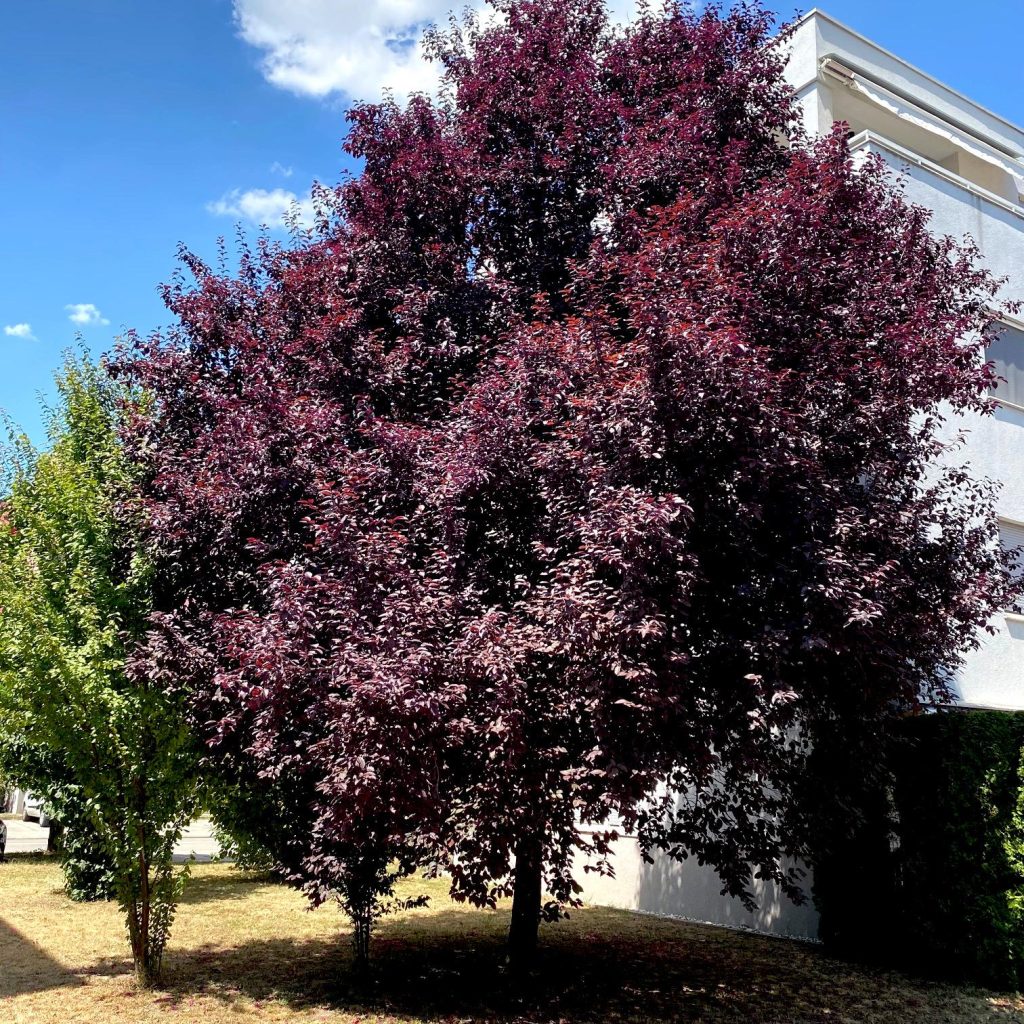 Sadnice ruža, voća i ukrasnog bilja | Rasadnik Milić | Webshop