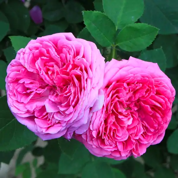 Damaščanska ruža 'Duc de Cambridge' | Rasadnik Milić